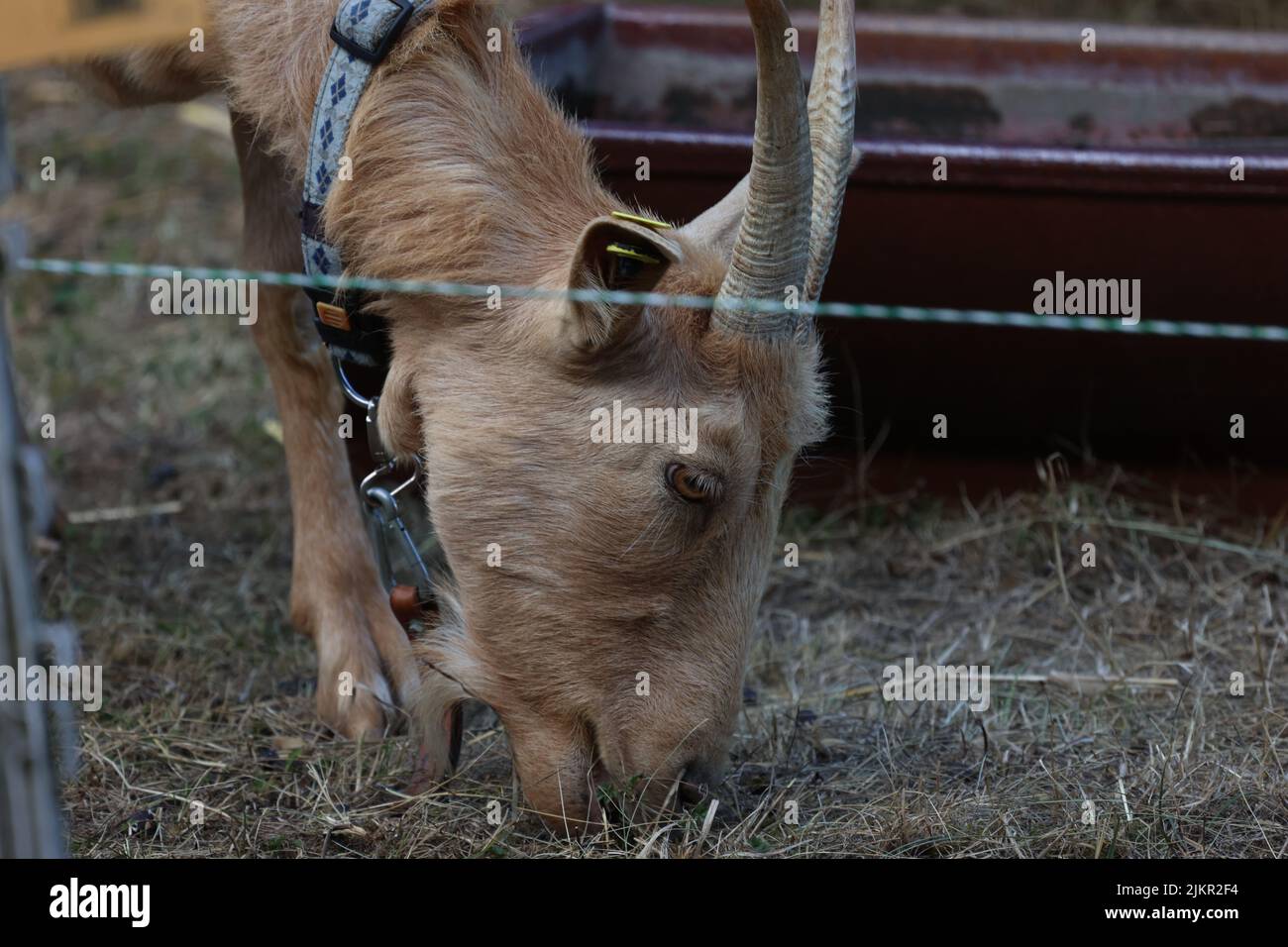 Goat in a paddock nibbling grass Stock Photo - Alamy