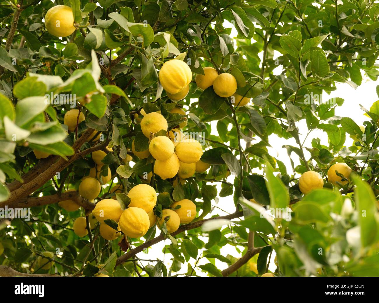 Poncirus trifoliata leaves hi-res stock photography and images - Alamy