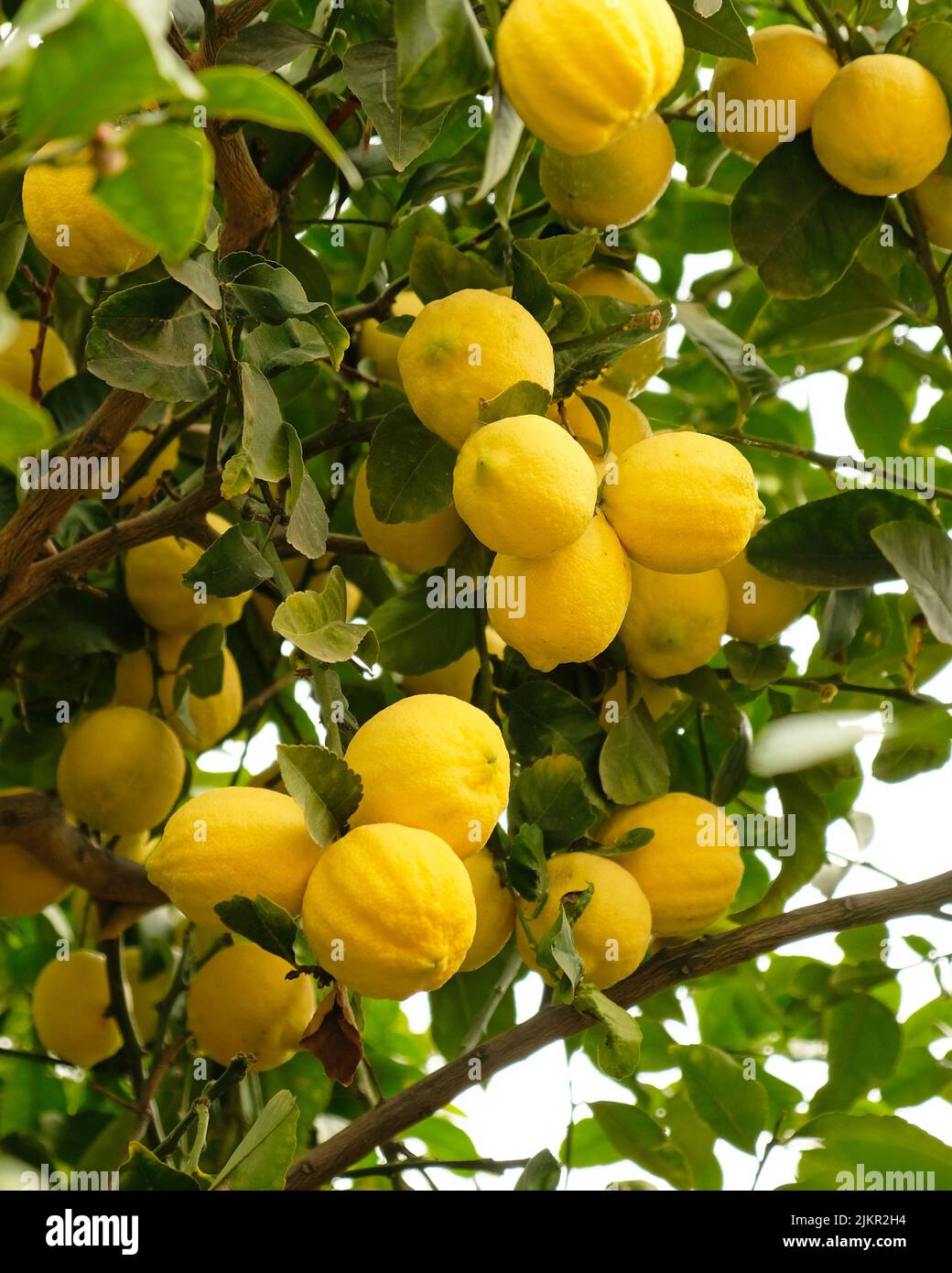 Citron tree hi-res stock photography and images - Alamy