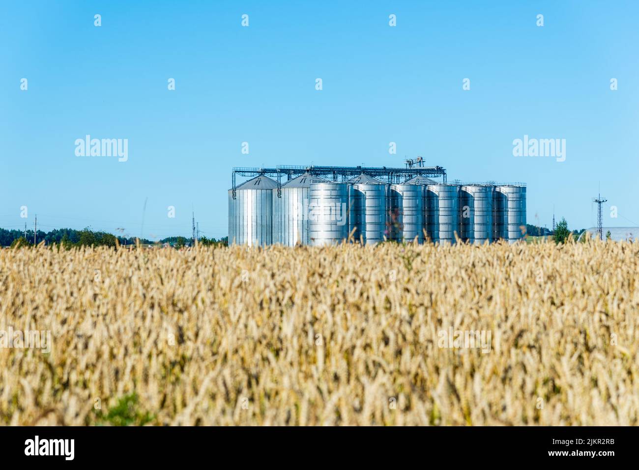 Grain storage silos system,golden wheat field under a summer blue clear ...