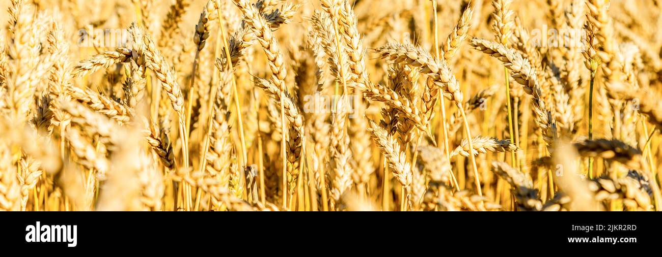 Gold background wheat ears and free space for text.Background of ...