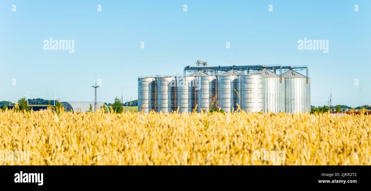 Grain storage silos system,golden wheat field under a summer blue clear sky.Banner,advertisement ...