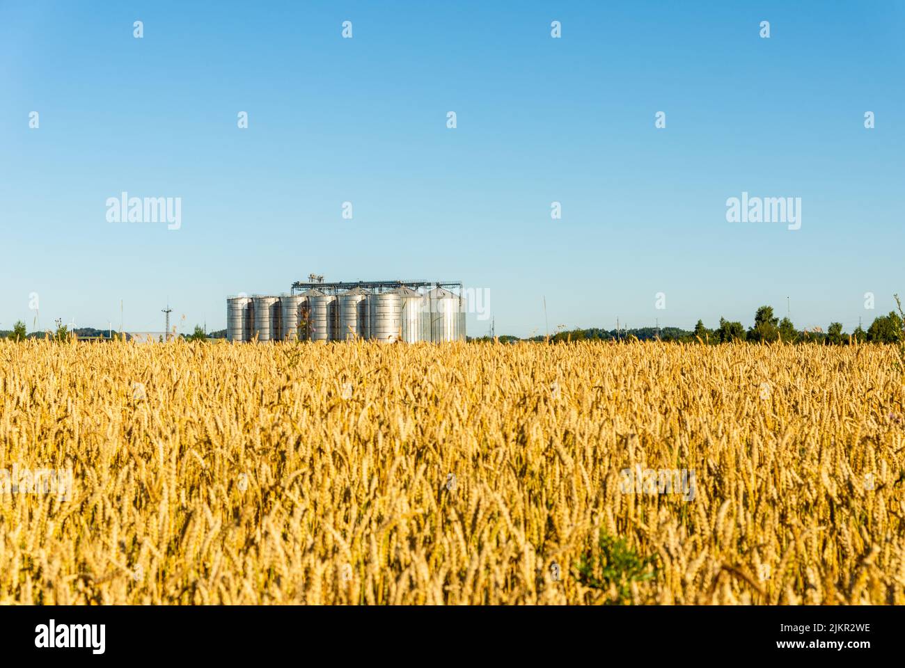 Grain storage silos system,golden wheat field under a summer blue clear sky Stock Photo - Alamy