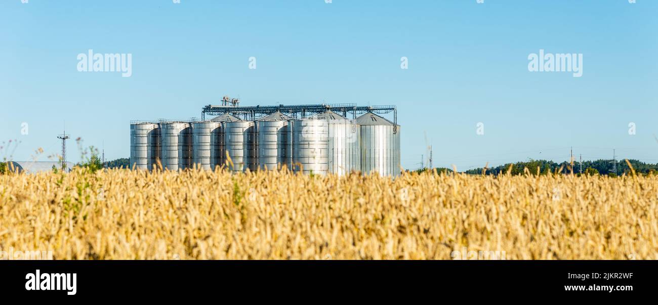 Grain storage silos system,golden wheat field under a summer blue clear sky.Banner,advertisement ...