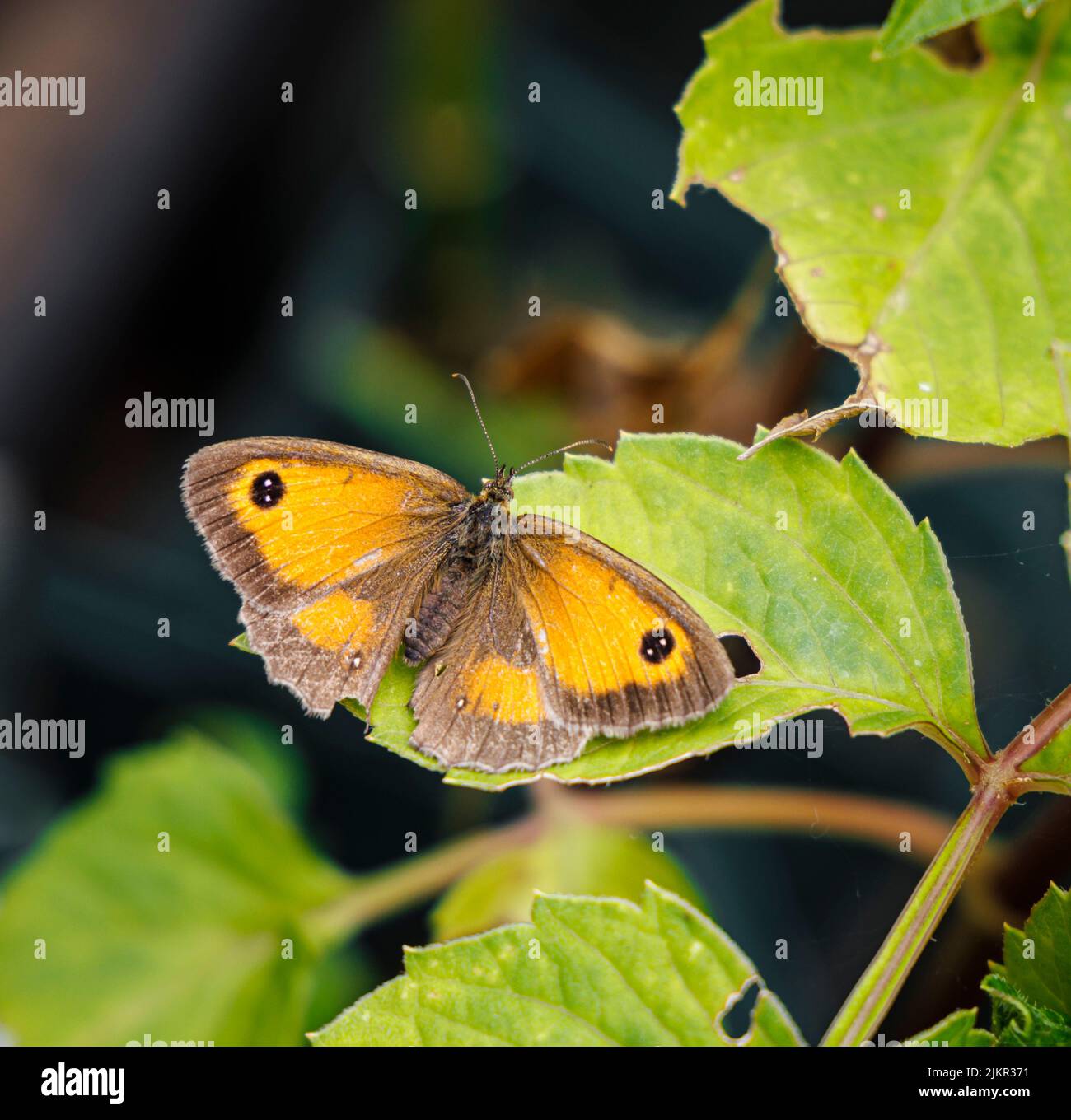Dorsal view of a Gatekeeper (or Hedge Brown, Pyronia tithonus ...