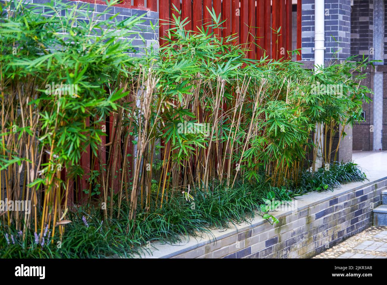 Bamboo potted landscape in garden garden Stock Photo - Alamy