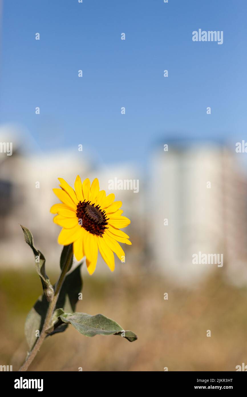 Sunflowers blue sky in africa hi-res stock photography and images - Alamy