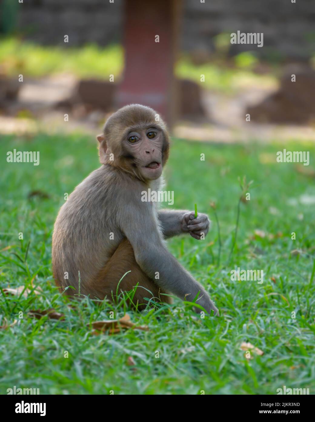 Monkey sitting in the meadow, ready to eat by picking up the grass ...