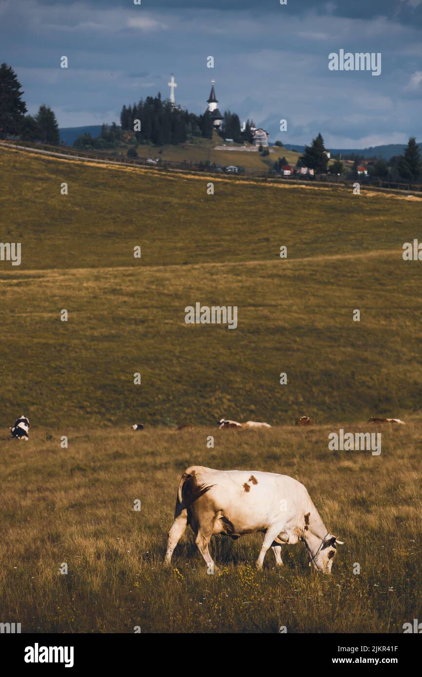 Romanian idyllic countryside landscape with grazing cows and the Hotel ...