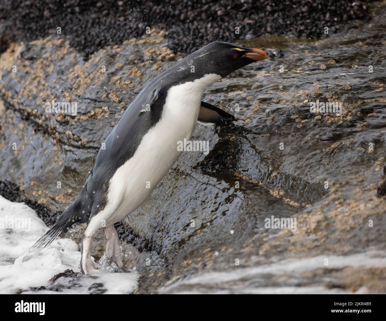 The southern rockhopper penguin (Eudyptes chrysocome) is a feisty ...