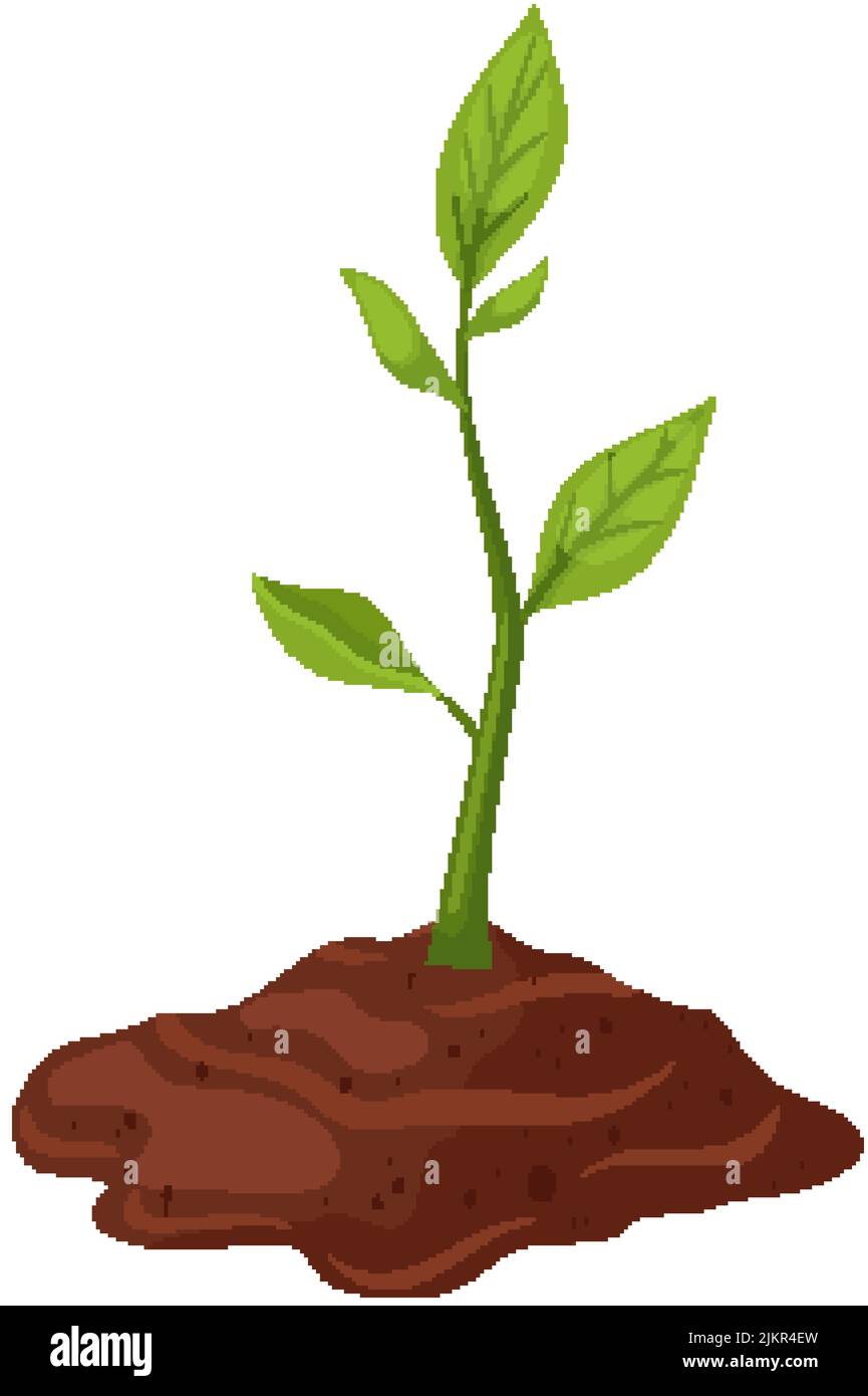 plant leaves appeared cartoon vector illustration Stock Vector Image ...