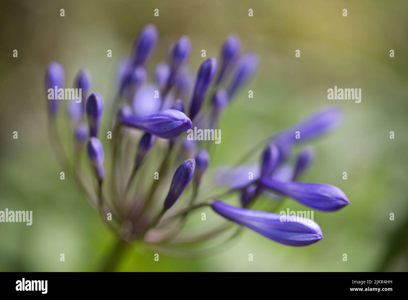 Blue flower buds of Agapanthus Melbourne in early July in a garden in ...