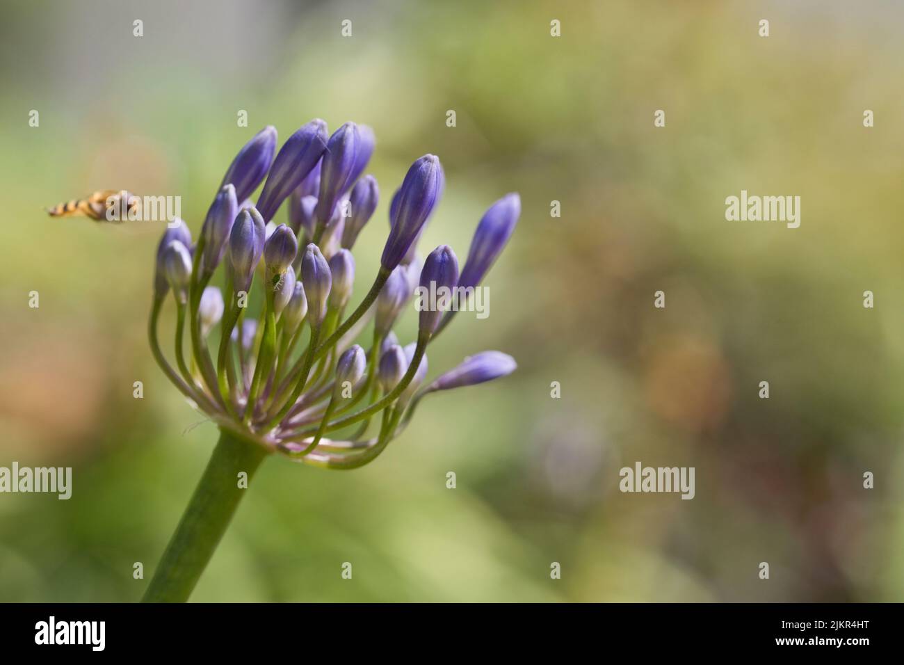 Blue flower buds of Agapanthus Melbourne in early July in a garden in ...