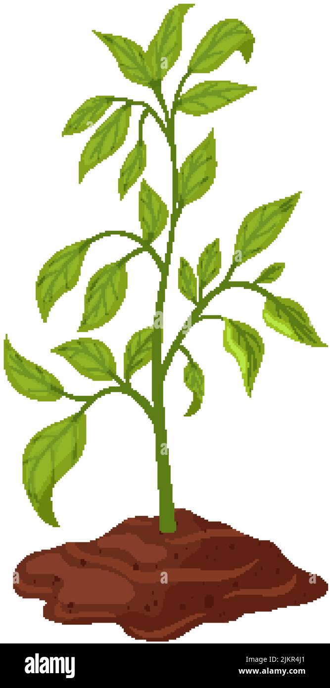 mature plant cartoon vector illustration Stock Vector Image & Art - Alamy