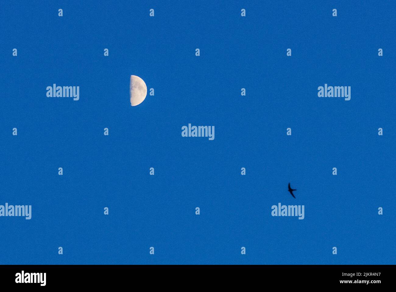 Small moon bird silhouette over blue sky glowing background.The Moon ...