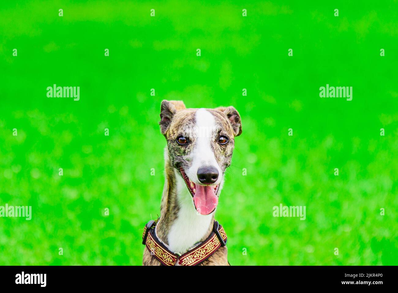 Portrait of a dog of the breed English greyhound at summer green ...
