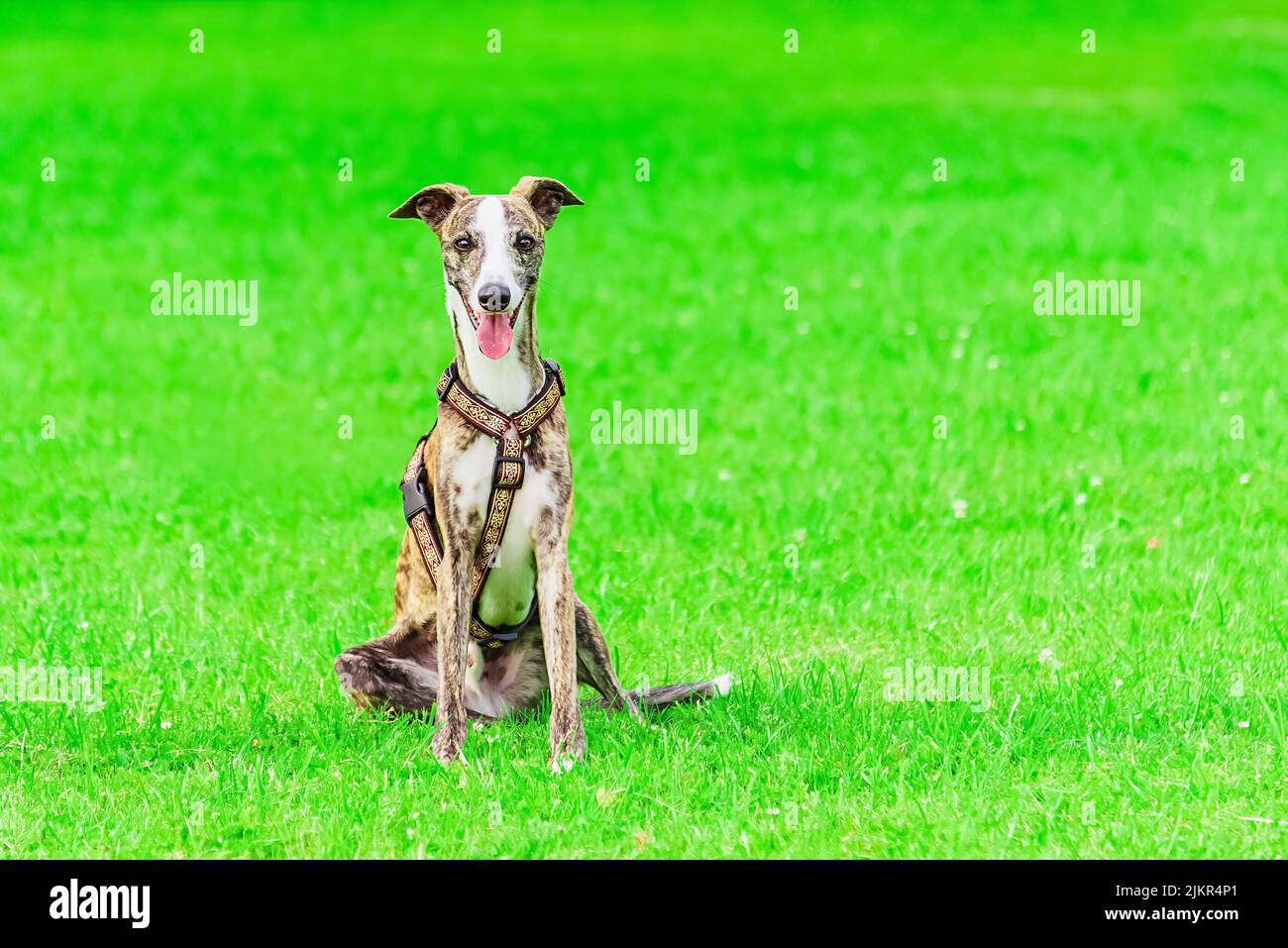 Portrait of a dog of the breed English greyhound at summer green ...