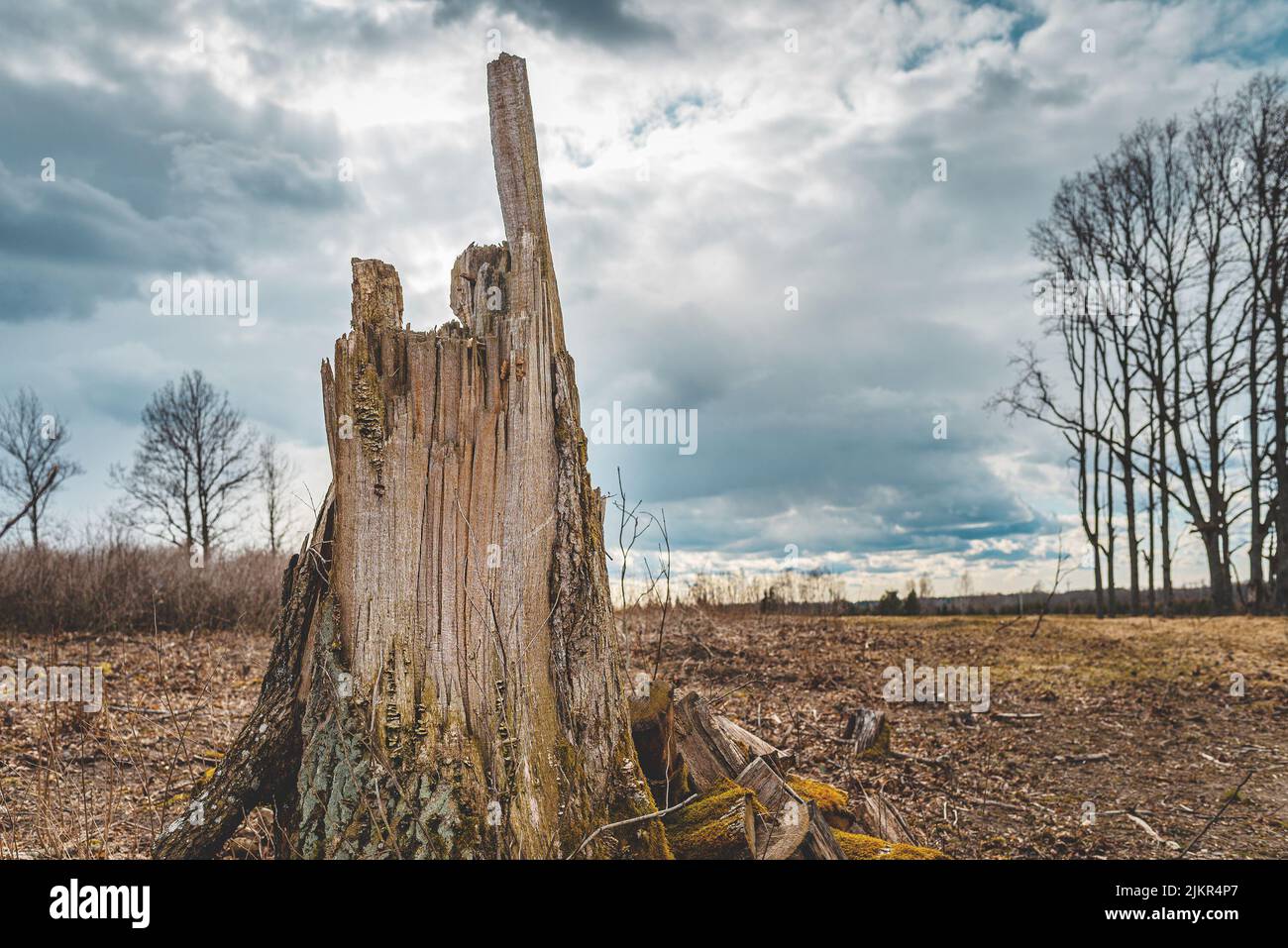 Broken tree trunk.Big Old break broken tree at autumn cloudy sky ...