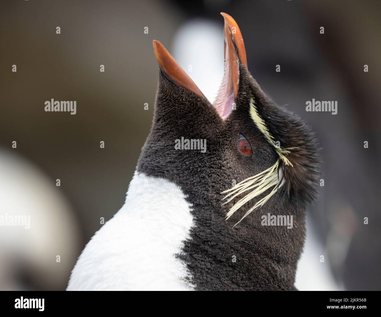 Rockhopper chick hi-res stock photography and images - Alamy