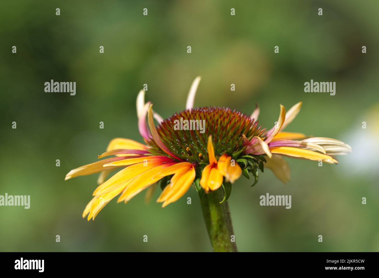 Macro photography of a yellow flower Stock Photo - Alamy
