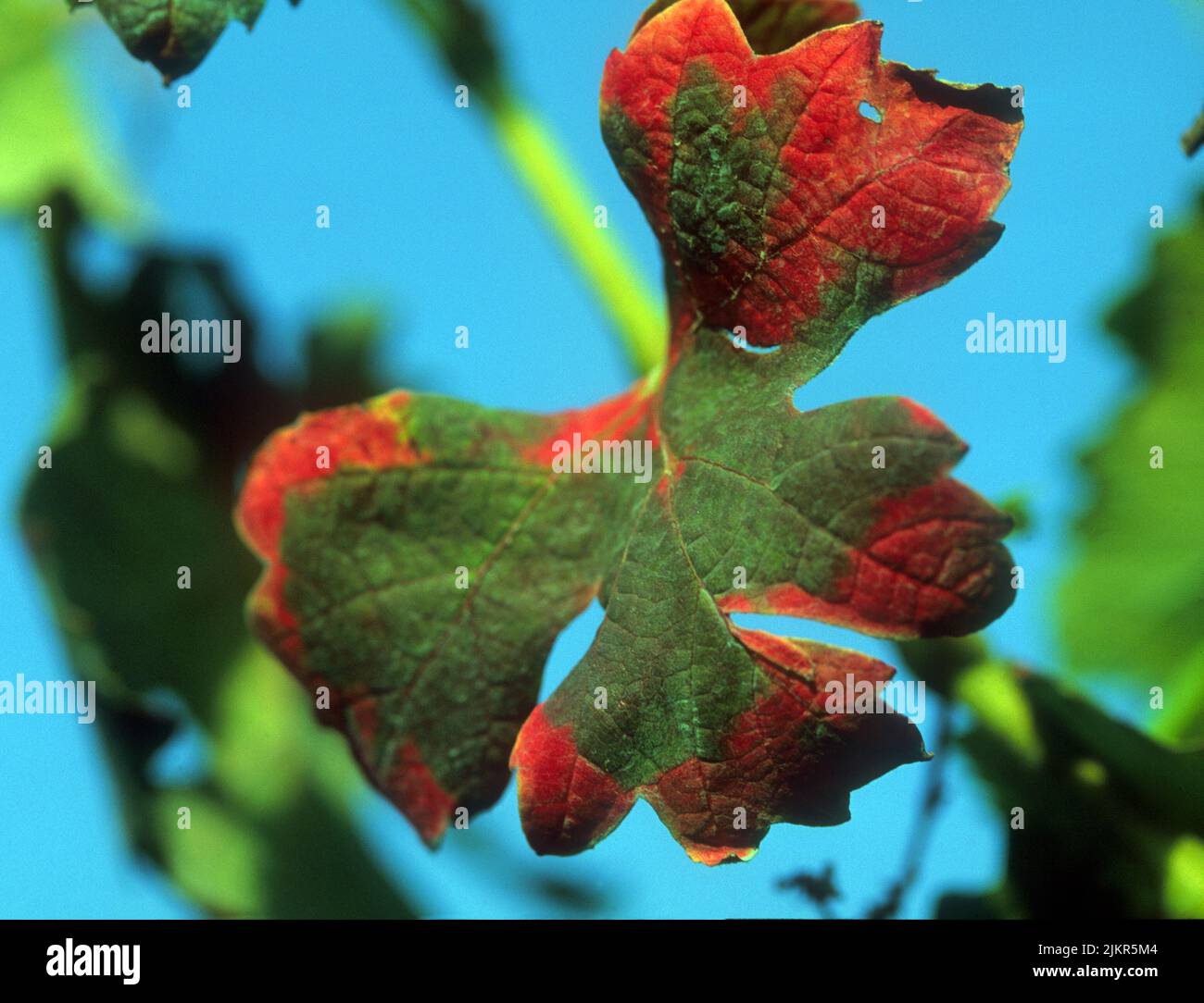 Leaf necrosis hi-res stock photography and images - Alamy