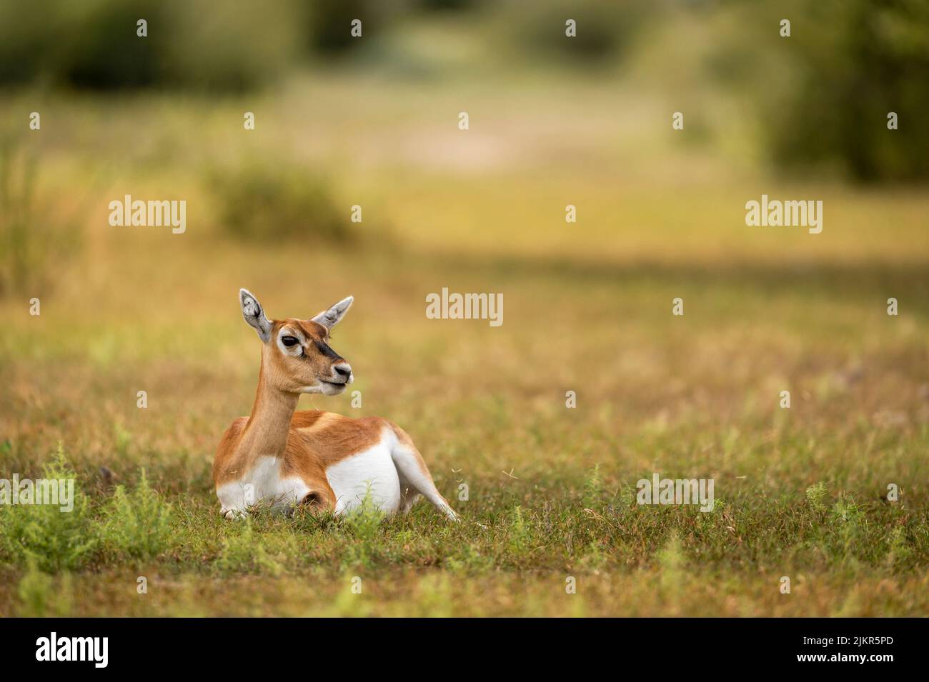 wild female blackbuck or antilope cervicapra or indian antelope closeup ...