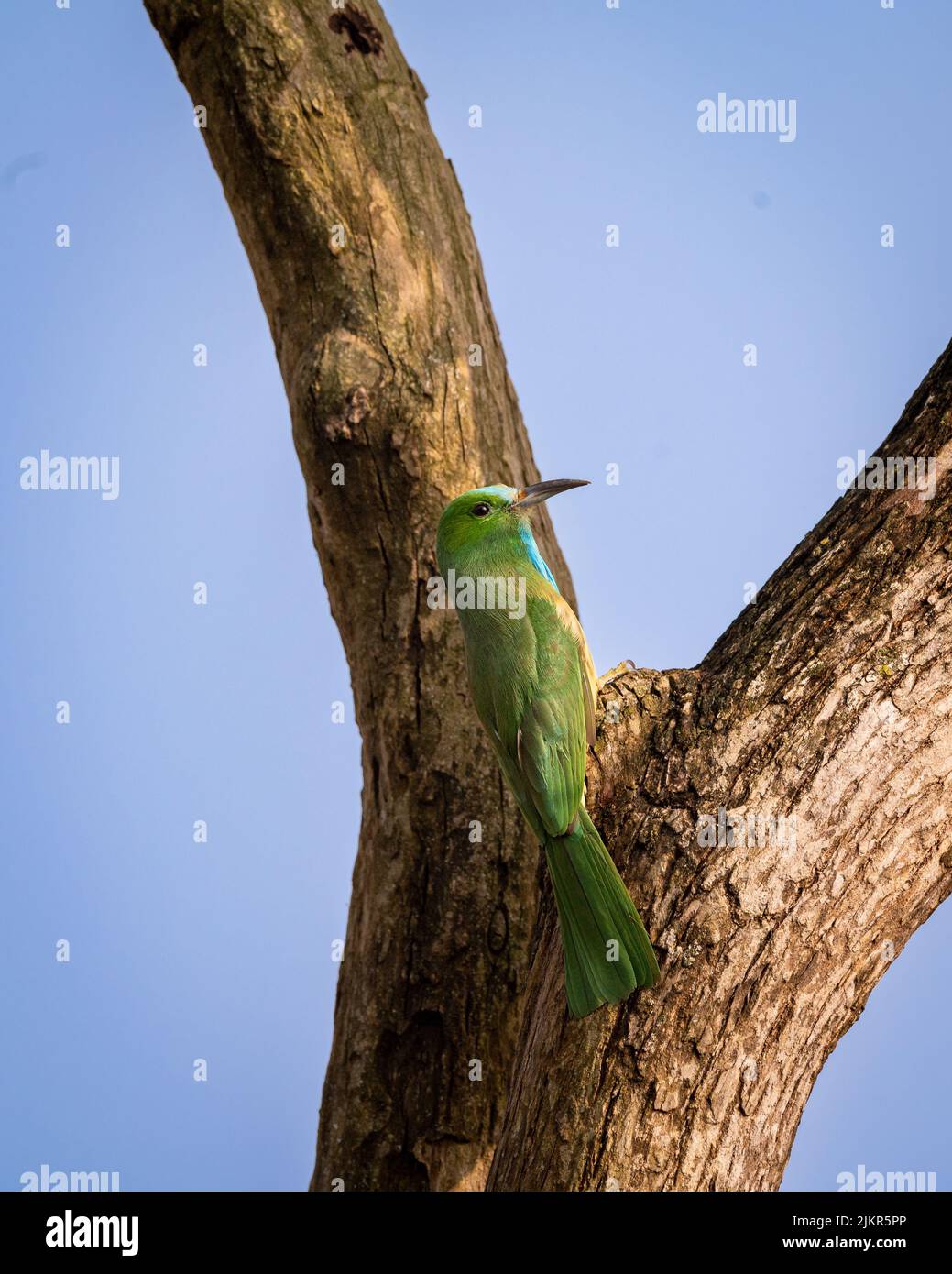 Blue bearded bee eater bird hi-res stock photography and images - Alamy