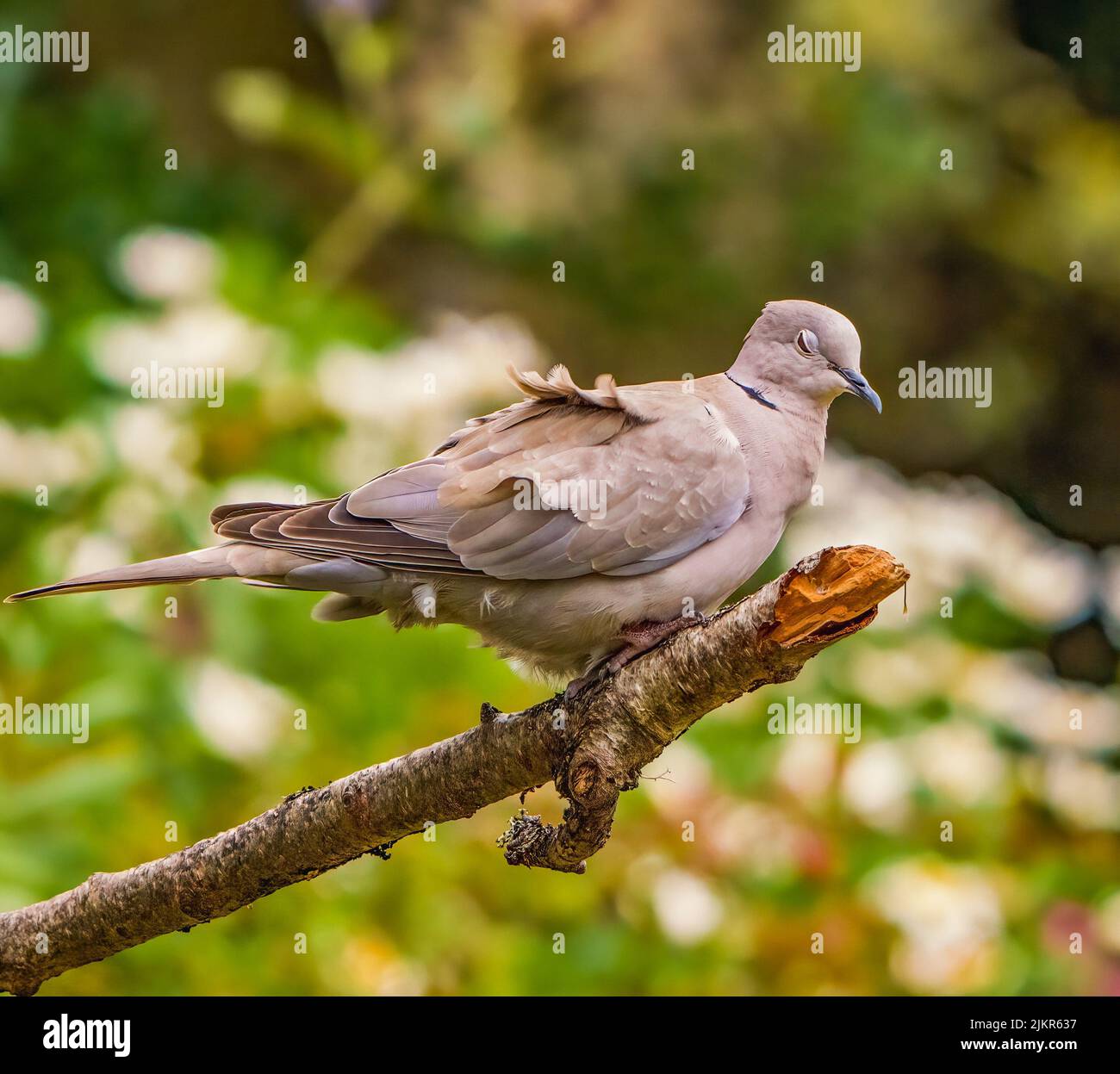 Eurasian Collared Dove in Cotswolds Garden Stock Photo - Alamy