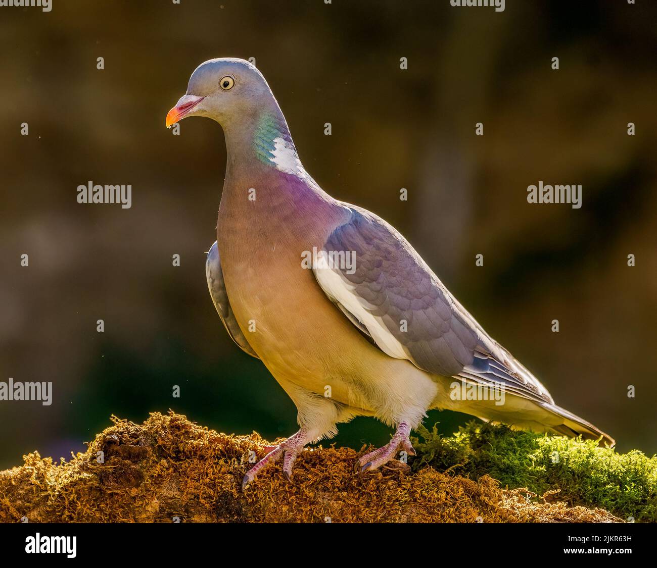 Wood Pigeon in Sunshine Stock Photo - Alamy