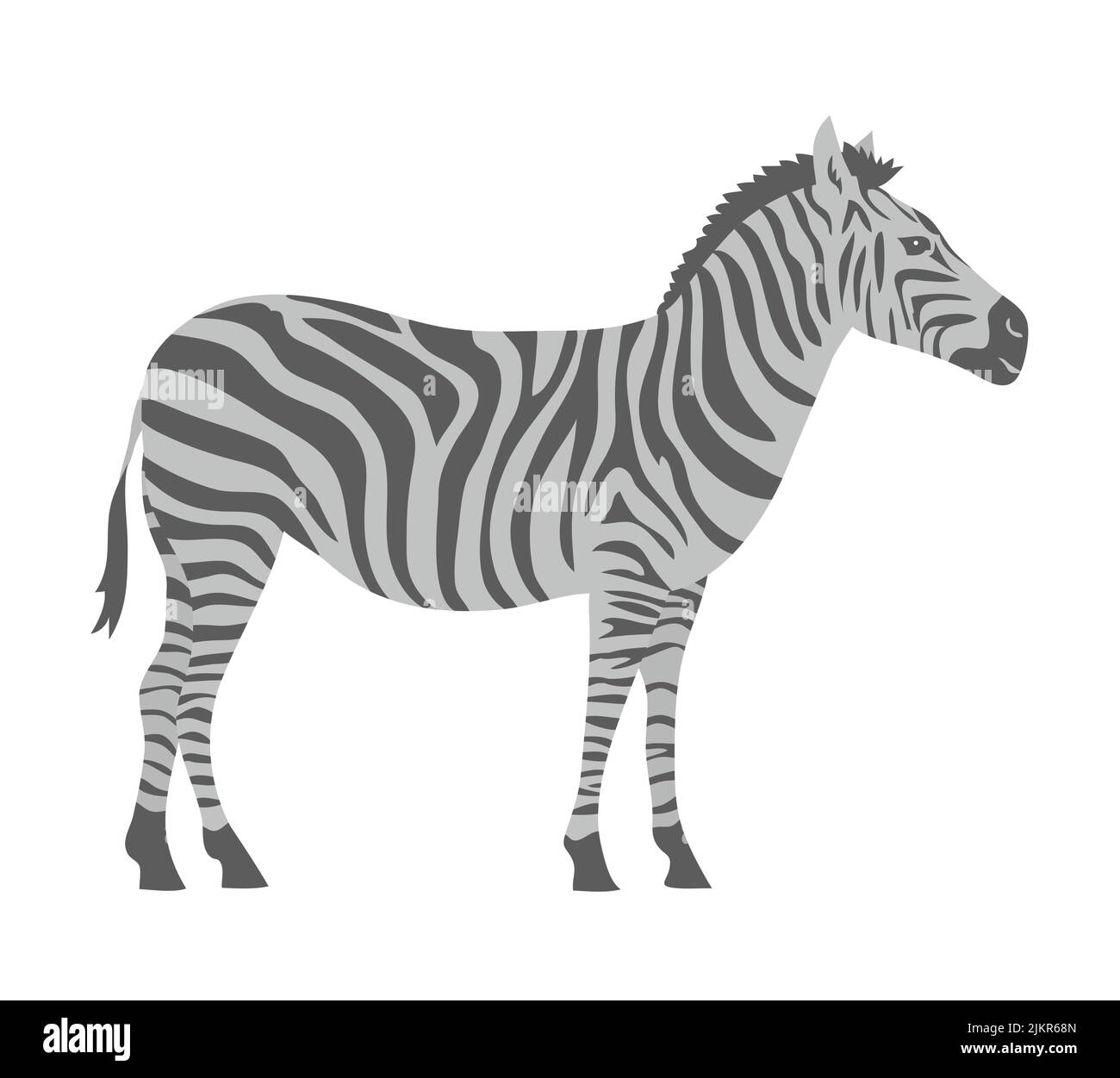 Striped zebra. Herbivorous hoofed mammal. African wild animal. Fauna ...