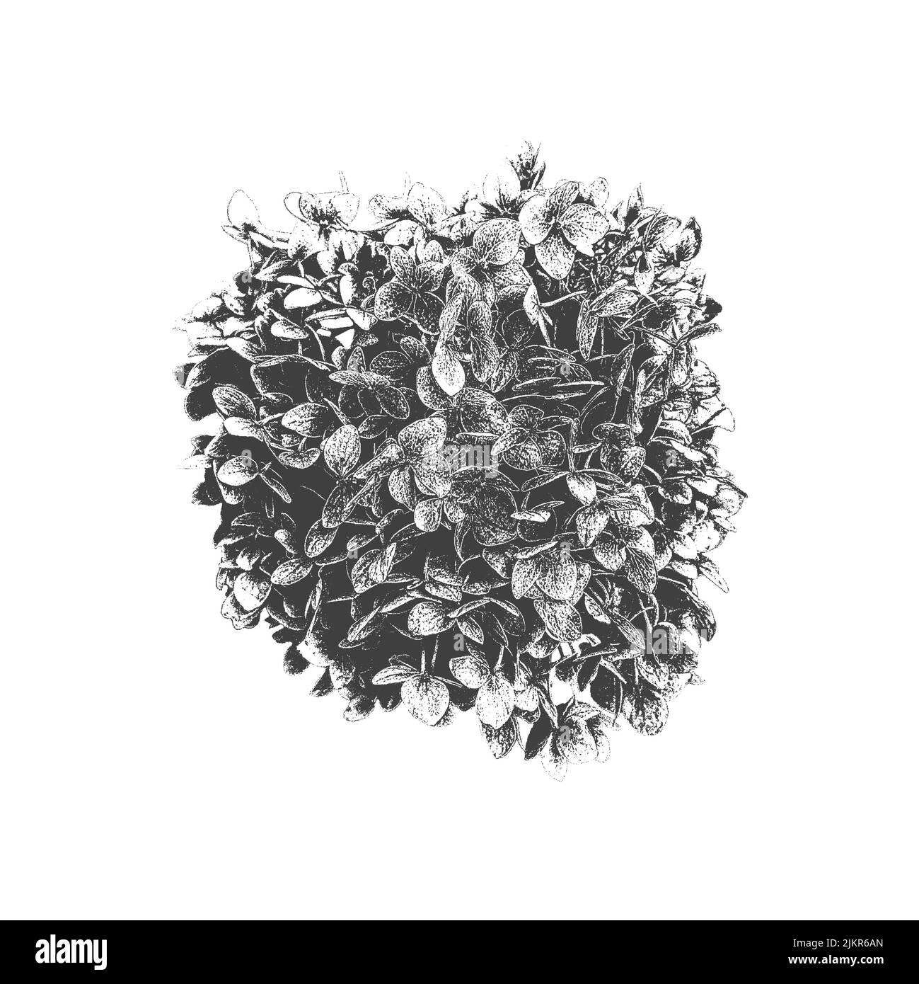 Hand draw hydrangea flower in retro style. Distress vector illustration ...