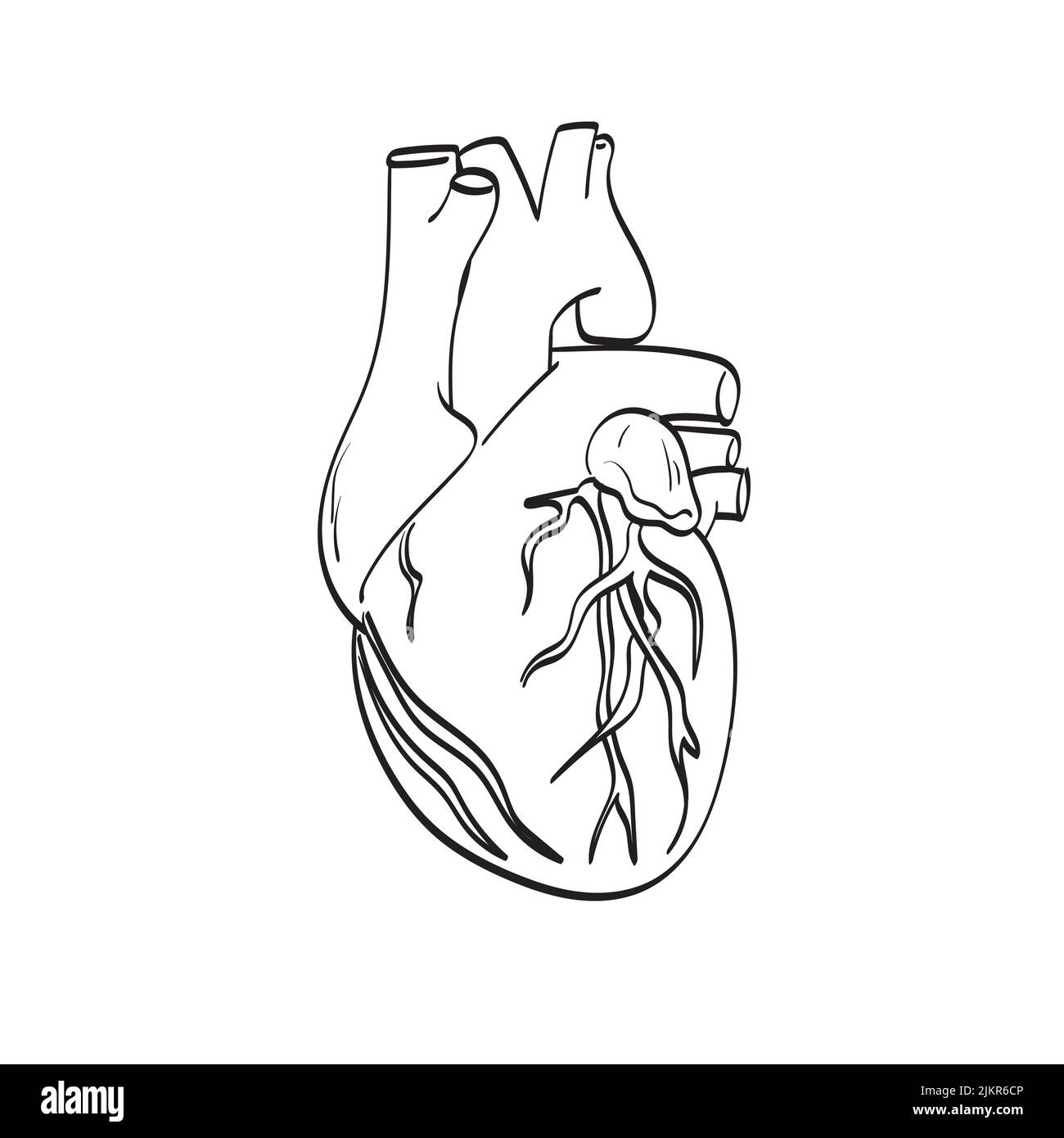 heart organ illustration vector hand drawn isolated on white background ...