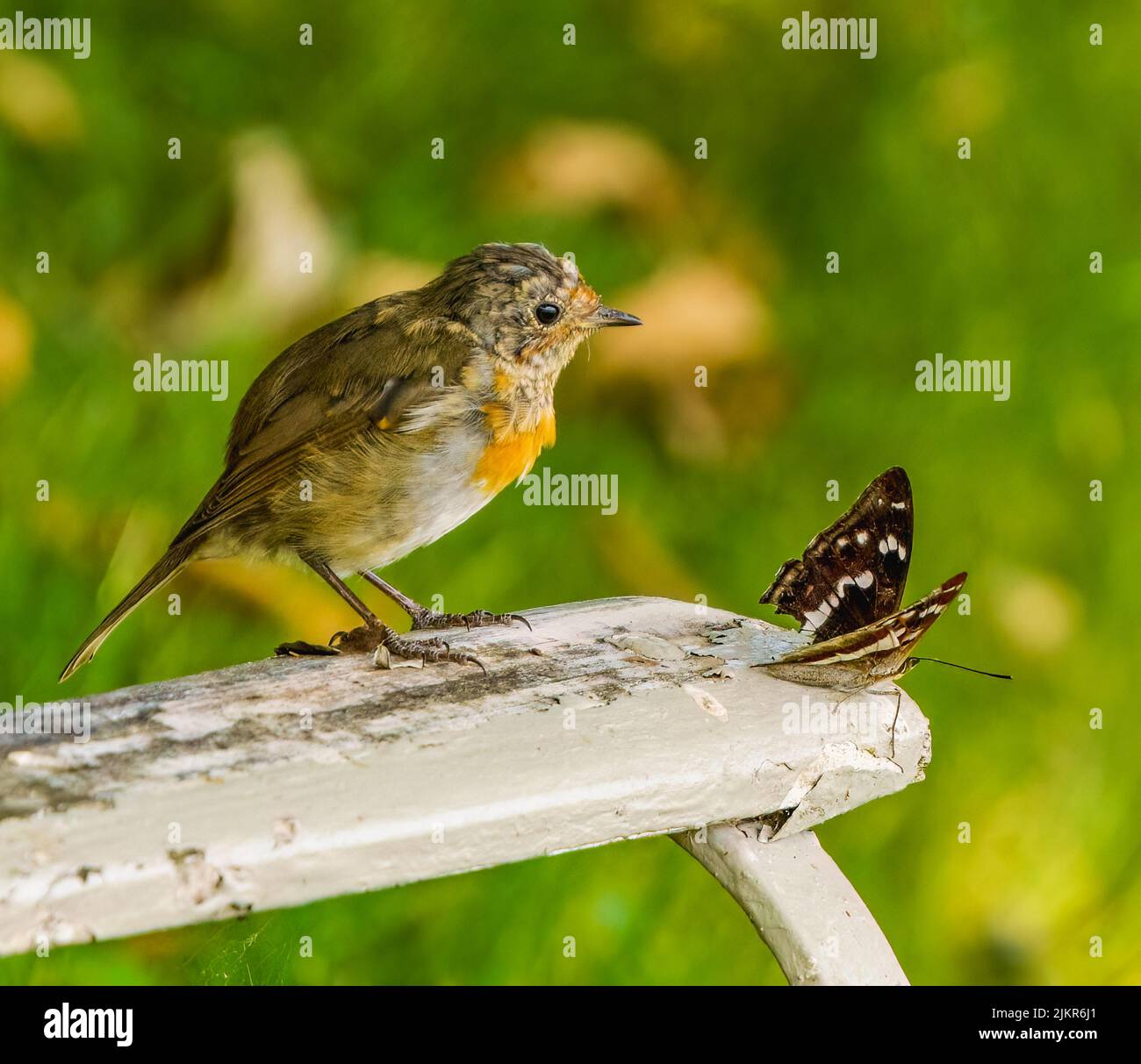 Immature Robin faces Purple Emperor Butterfly Stock Photo - Alamy