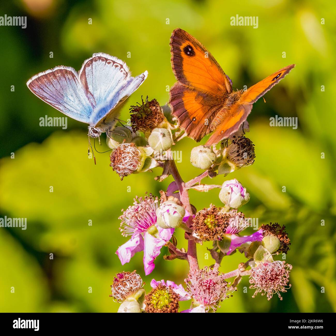 Male gatekeeper butterfly hi-res stock photography and images - Alamy