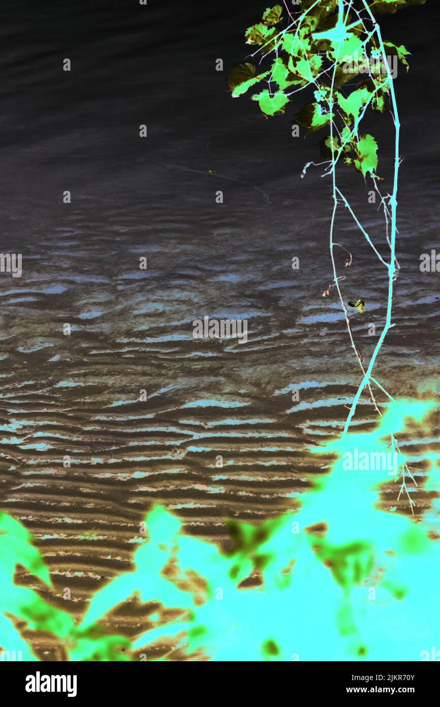 Beautiful fresh meadow in the summer wilderness in a bright neon color ...