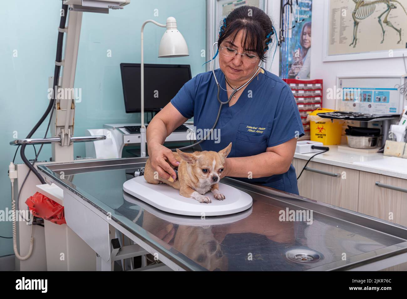 Veterinarian examines chihuahua dog. Veterinarian examines chihuahua ...