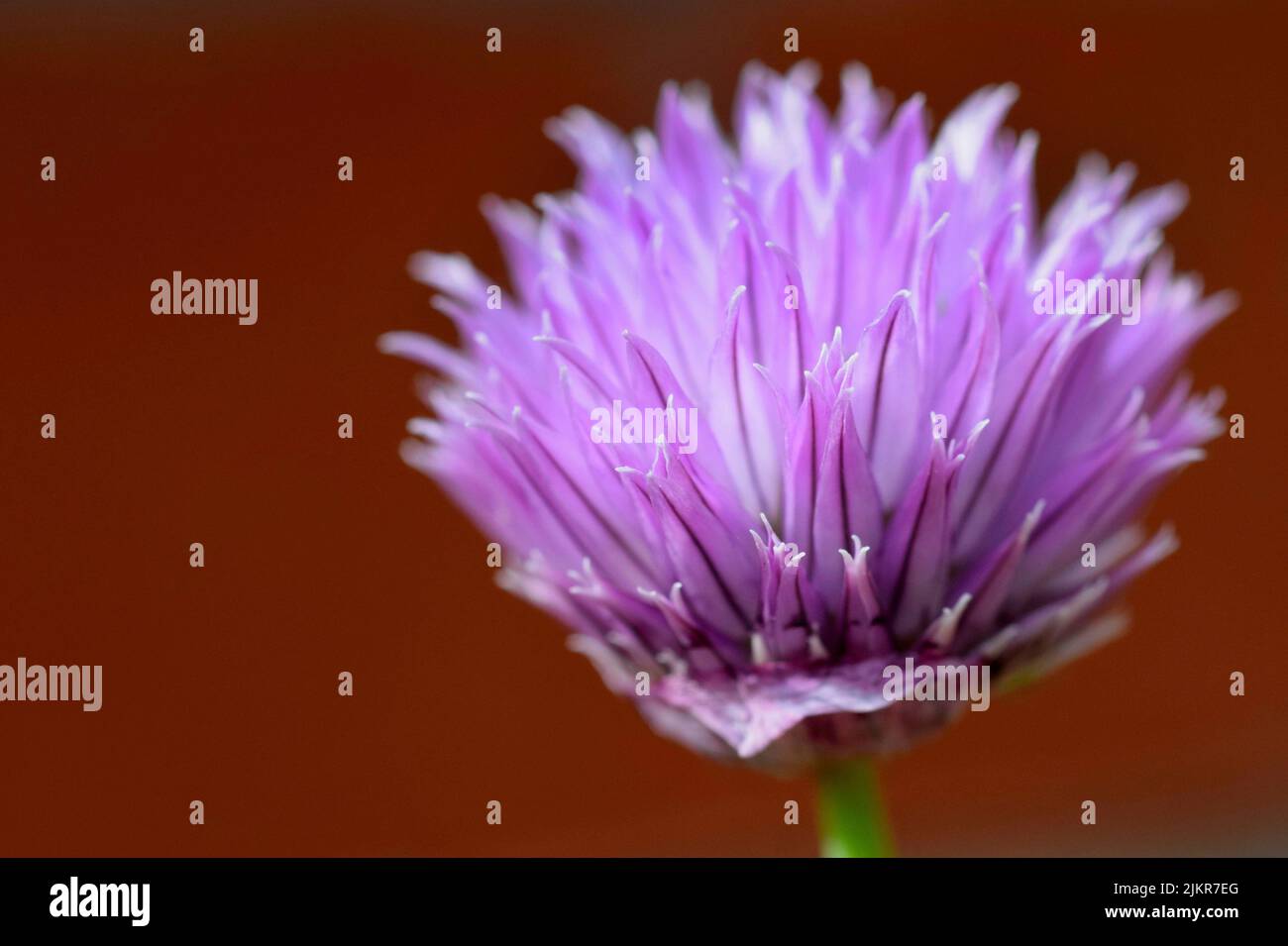 Chive family hi-res stock photography and images - Alamy