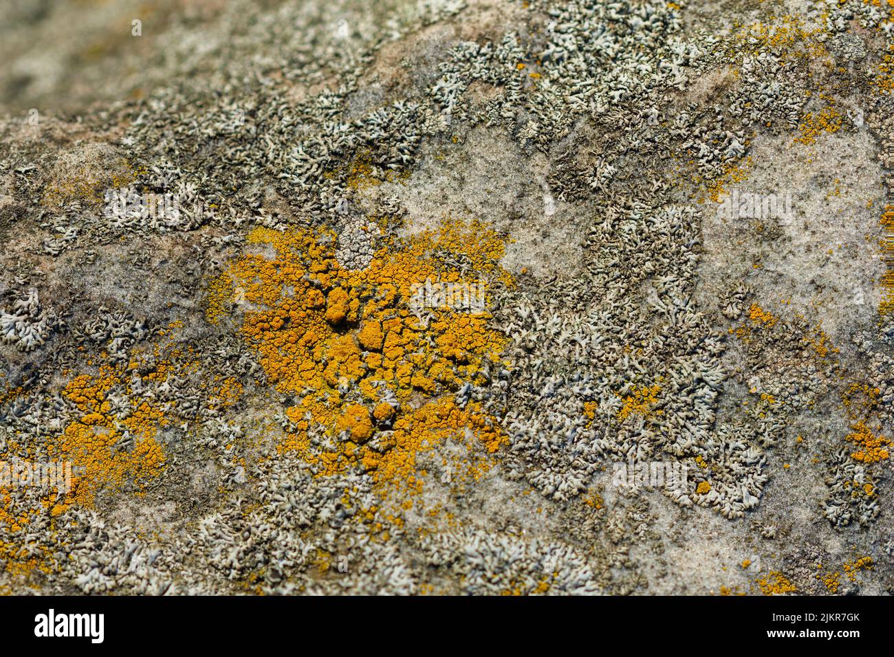 lichen presumably on quartzite sandstone surface under direct sunlight ...