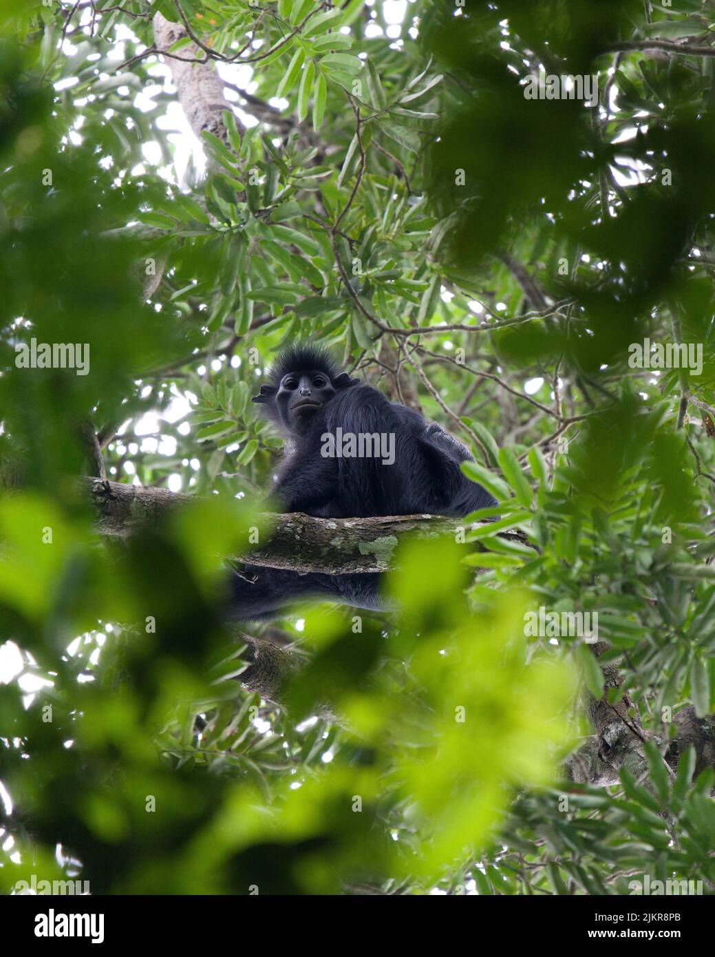 Satanic black colobus in Lope National Park, Gabon Stock Photo - Alamy