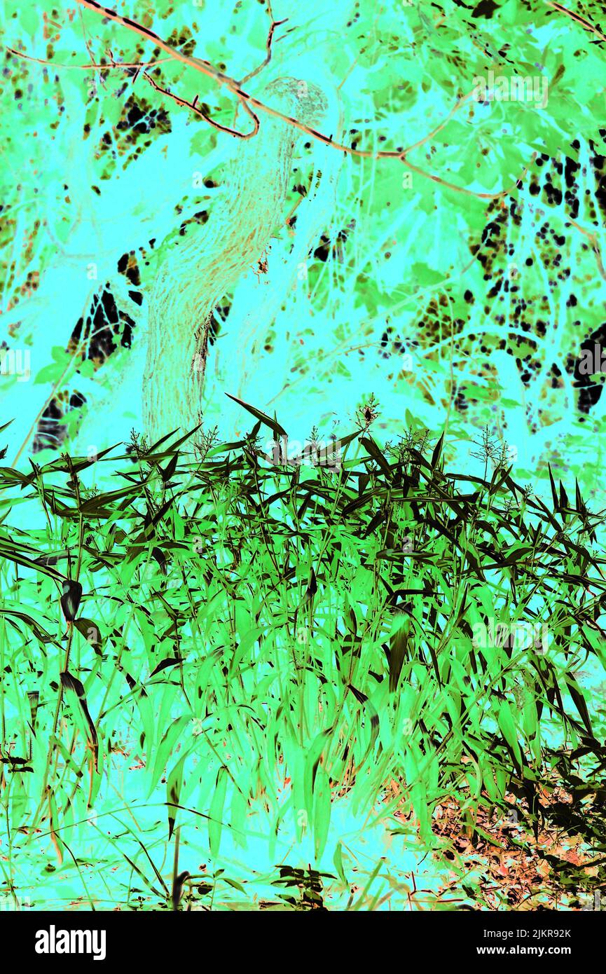 Beautiful fresh meadow in the summer wilderness in a bright neon color ...