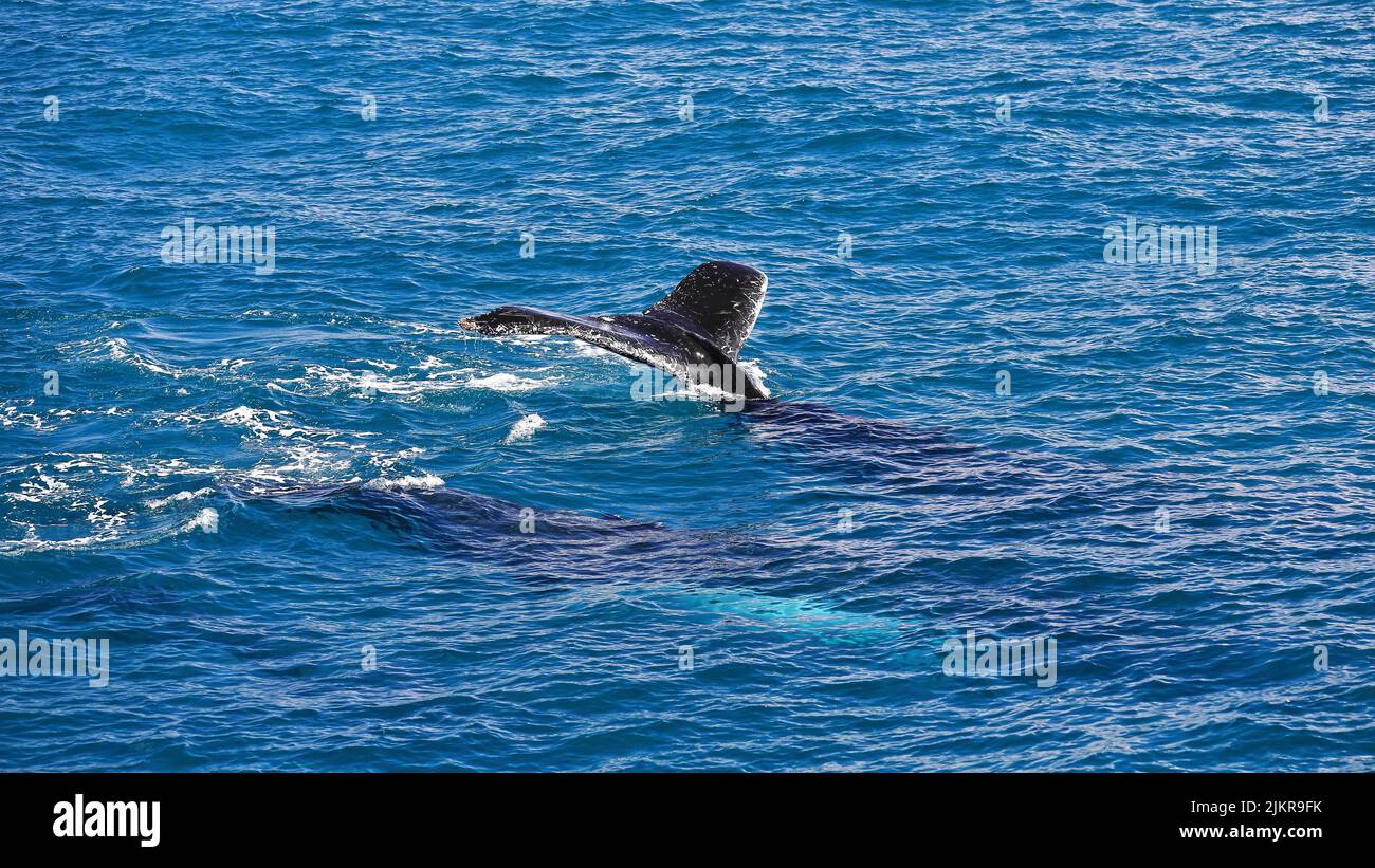 Humpback whales white dorsal fin hi-res stock photography and images ...