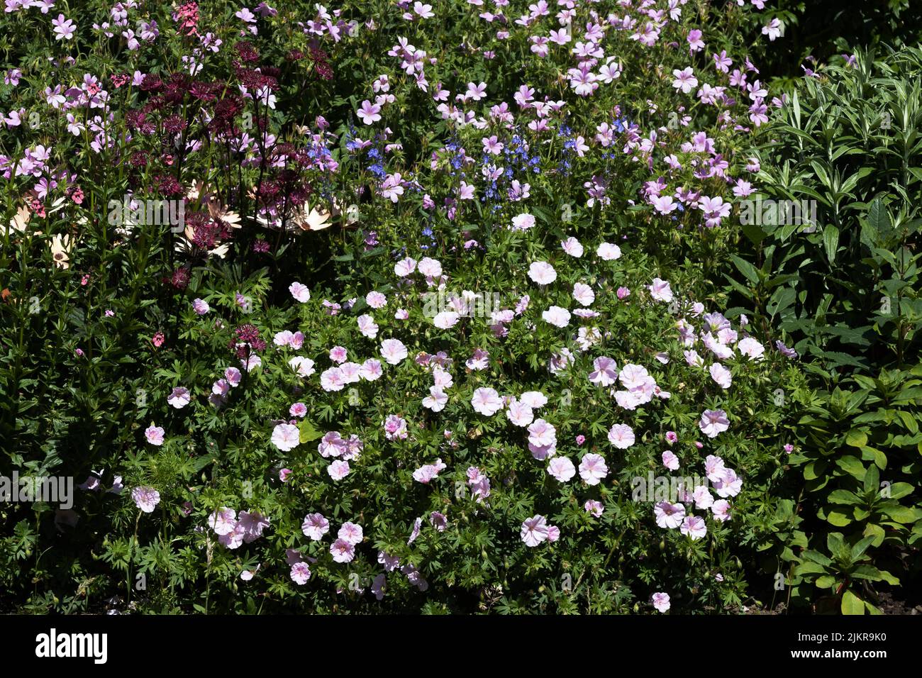 Bell flower border hi-res stock photography and images - Alamy