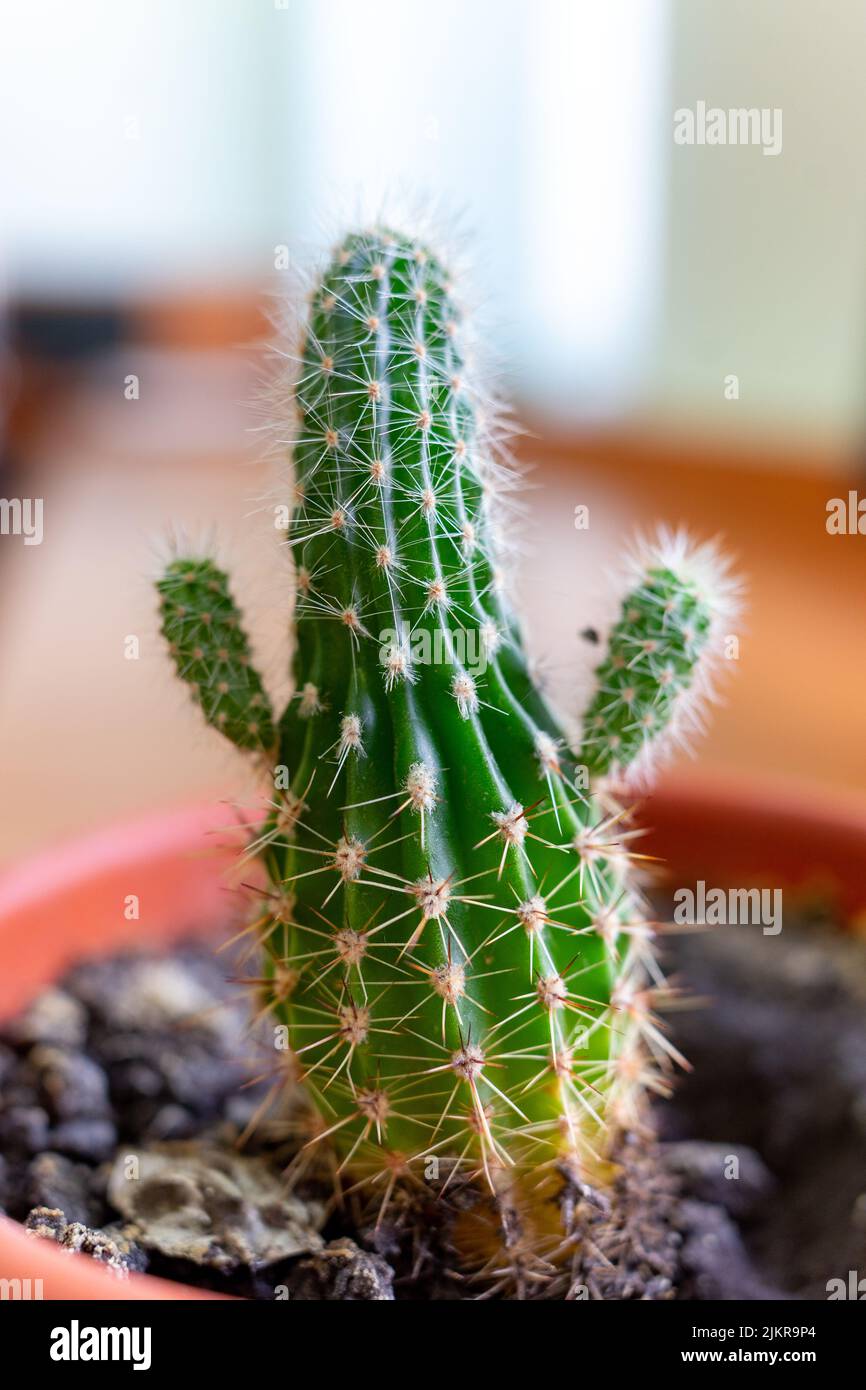 A small cactus in a brown pot looks like a person with raised arms ...