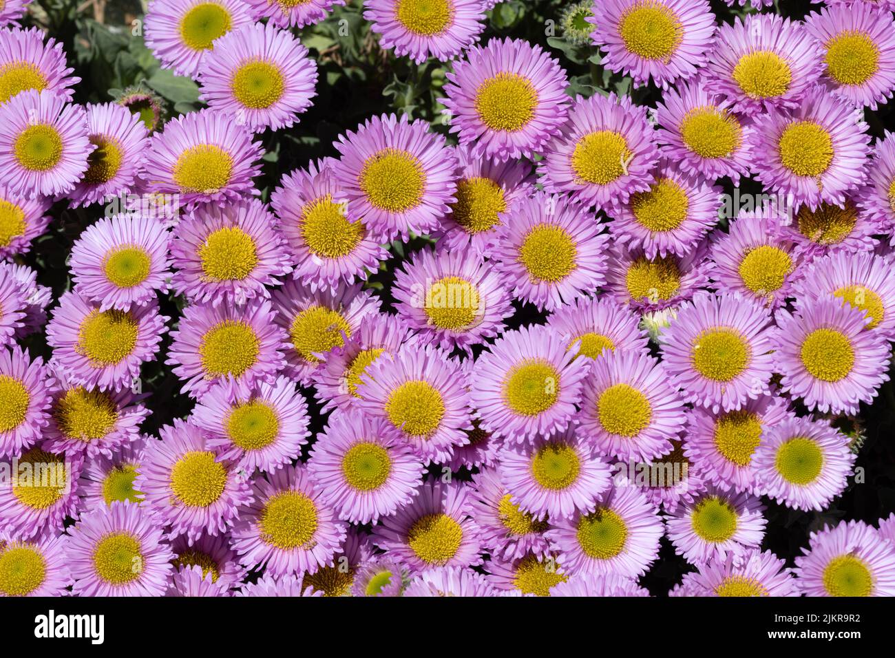 Beach Aster low growing Stock Photo - Alamy