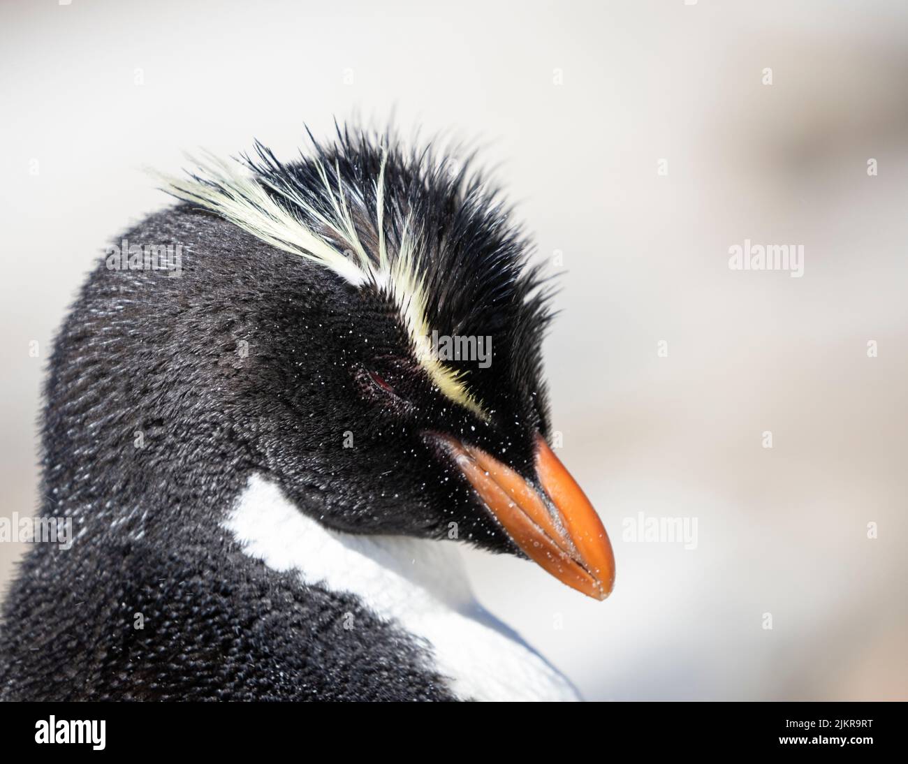 The southern rockhopper penguin (Eudyptes chrysocome) is a feisty ...