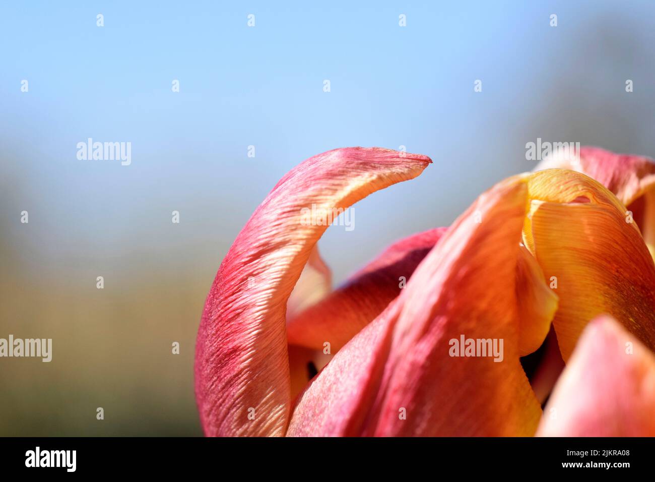 Tulip flower horizontal card hi-res stock photography and images - Alamy