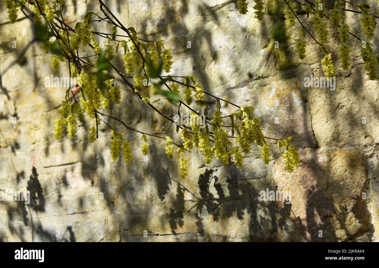 Buttercup winter hazel hi-res stock photography and images - Alamy