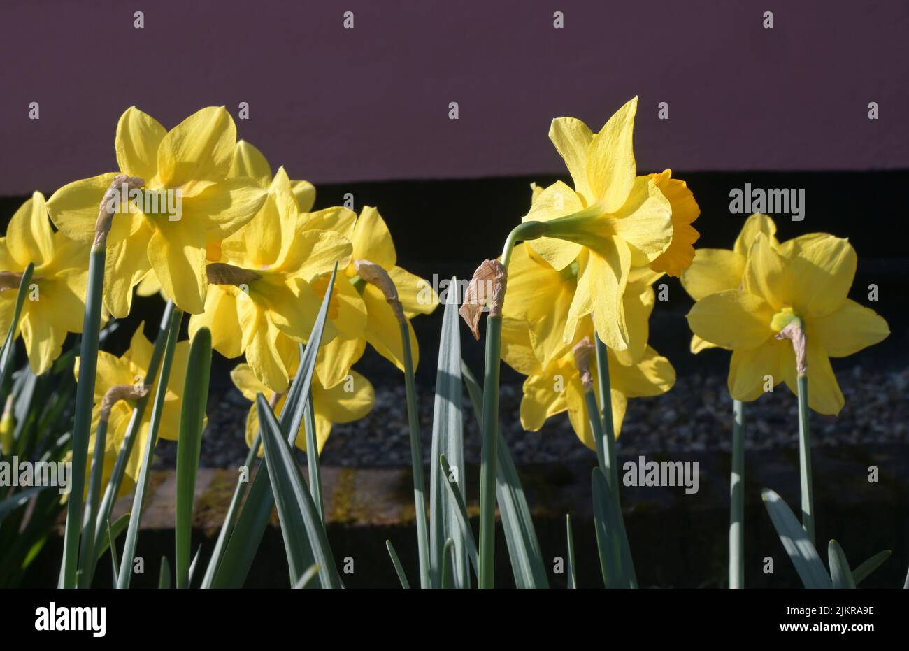 Daffodils from behind hi-res stock photography and images - Alamy
