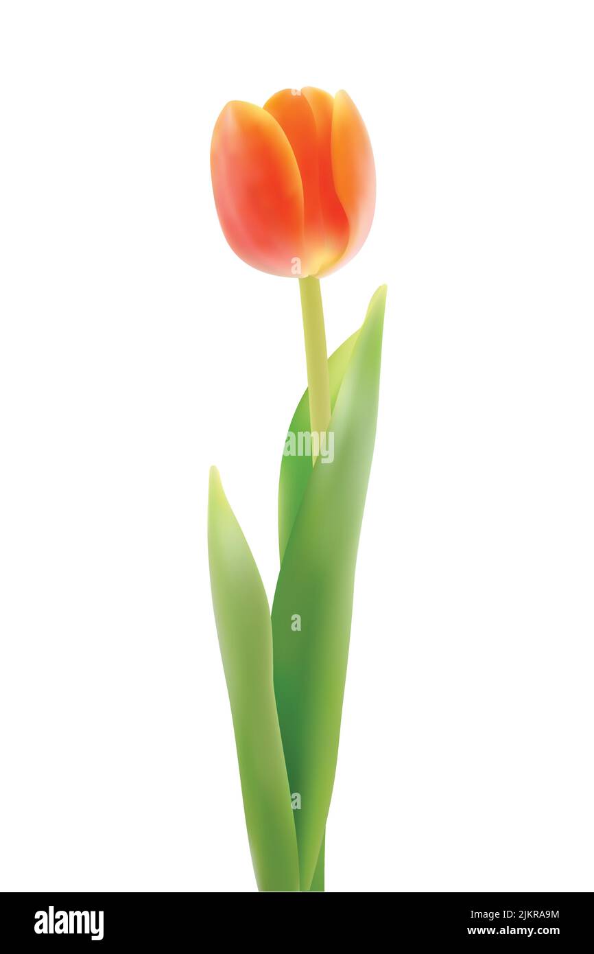 realistic cartoon tulips vector illustration isolated on white ...