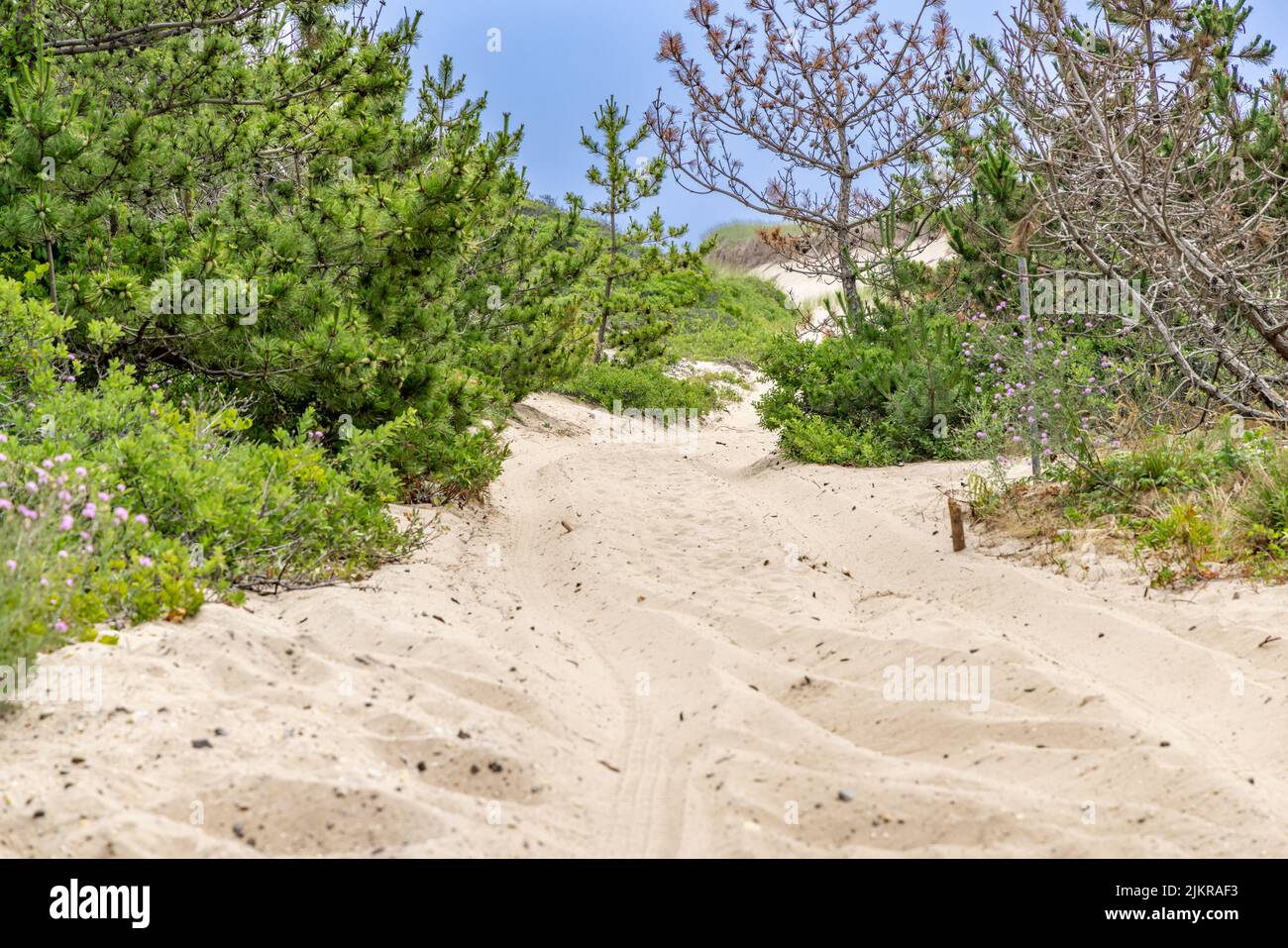 Sandy trail to the ocean beach in Amagansett, NY Stock Photo - Alamy